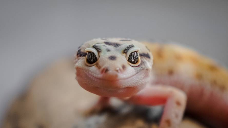 Can Lizards Be the Key to Treating Skin Cancer? | Waradana