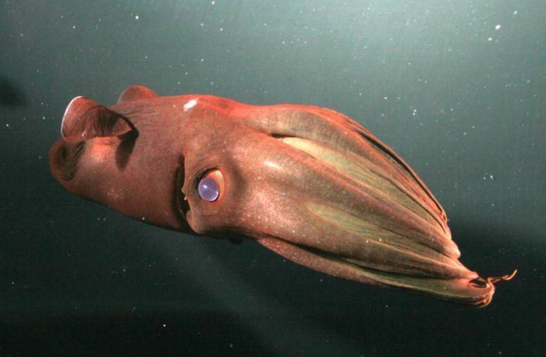 Study Reveals Vampire Squid Dwelt in Deep Seas for Over 43 Million ...