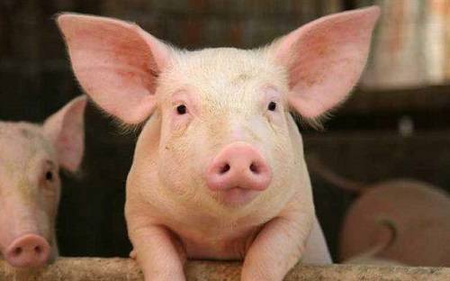 New Study Reveals Pig Intelligence | Waradana