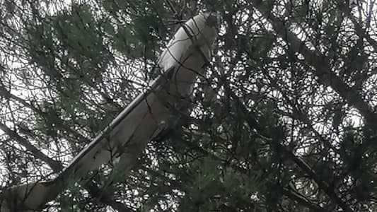 Small Aircraft Stuck Among Trees in Ibl es-Saqi - Photos | Waradana