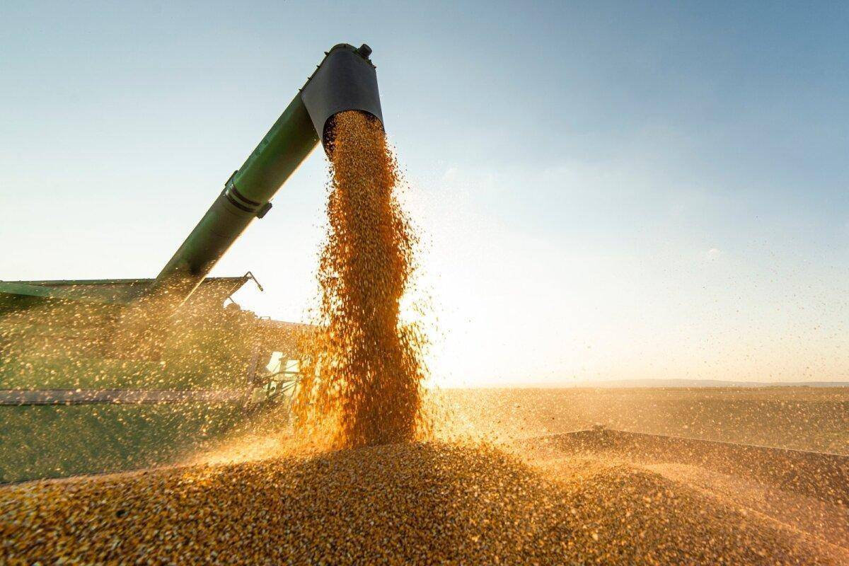 Ukraine Begins Spring Crop Planting | Waradana