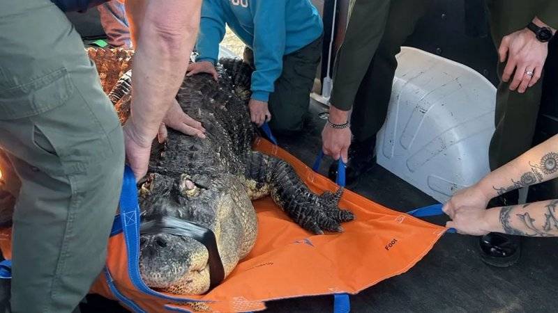 Seizure of ''Sick New York Alligator'' | Waradana
