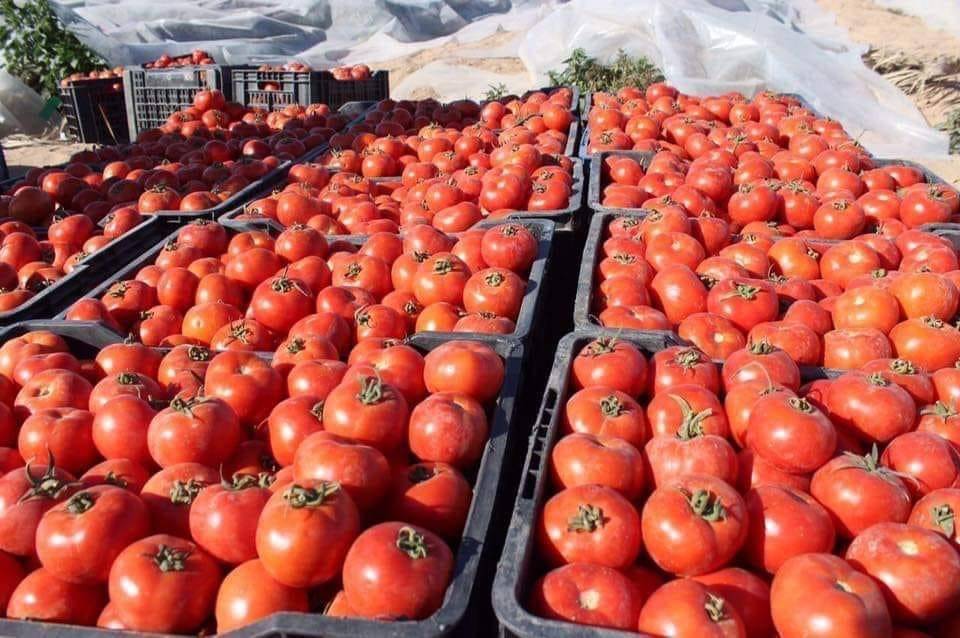 Iraq: Export of 6 Crops to Gulf Countries | Waradana