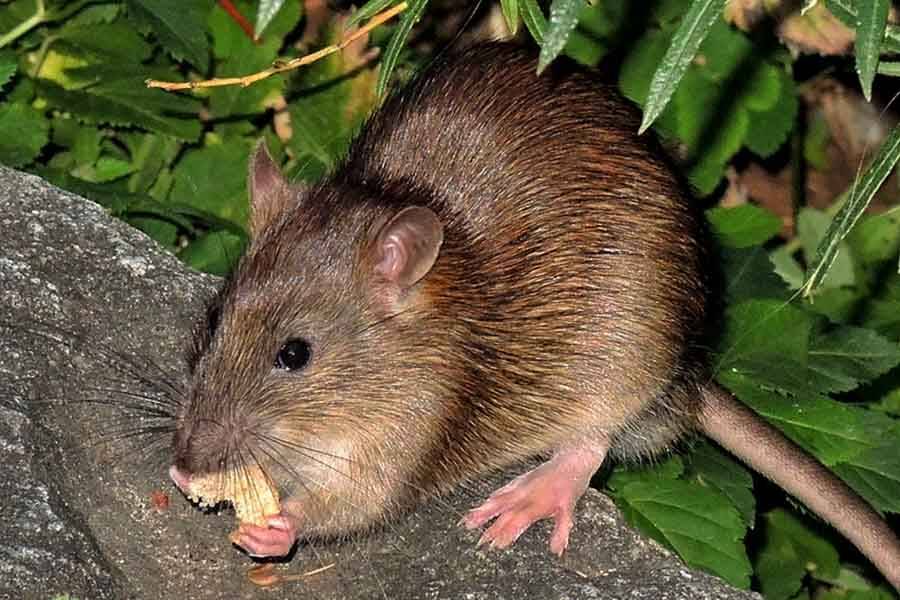 Rats Eat Marijuana Inside American Police Station | Waradana