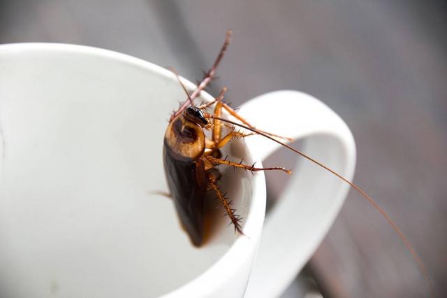 ''Coffee with Insects'' Almost Cost Her Life.. Here's What Happened ...