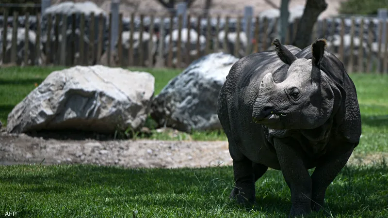 Rare Javan Rhino Calf Spotted, Endangered Species at Risk of Extinction ...