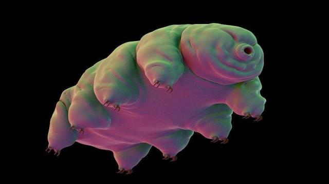 Fighting Aging: What are ''Water Bears''? | Waradana