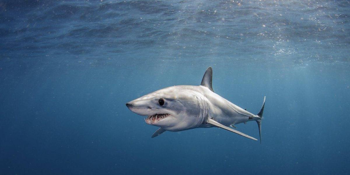 Terror in Spain: ''Shark'' (Video) | Waradana