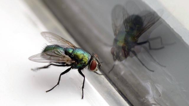# Desert Fly Invasion: What You Need to Know | Waradana