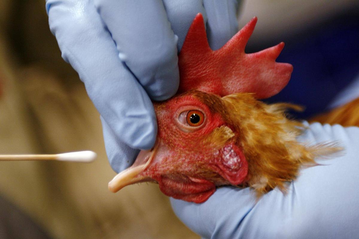 US Bans Poultry Imports from Australian State Due to Bird Flu | Waradana