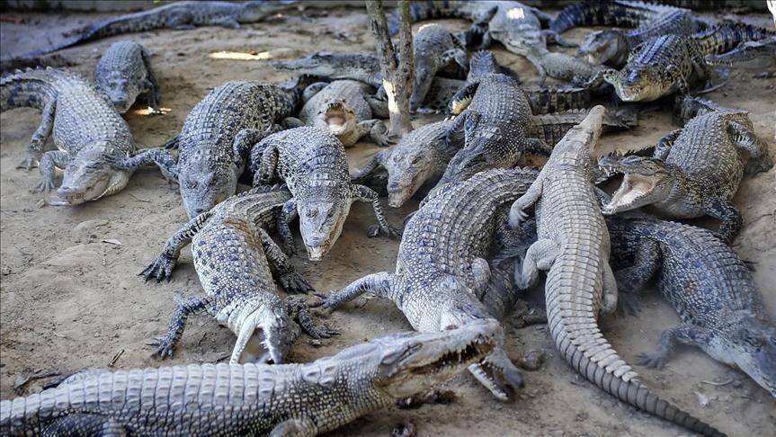 Hundreds of Crocodiles Crawl into Cities in Mexico... What's the Reason ...