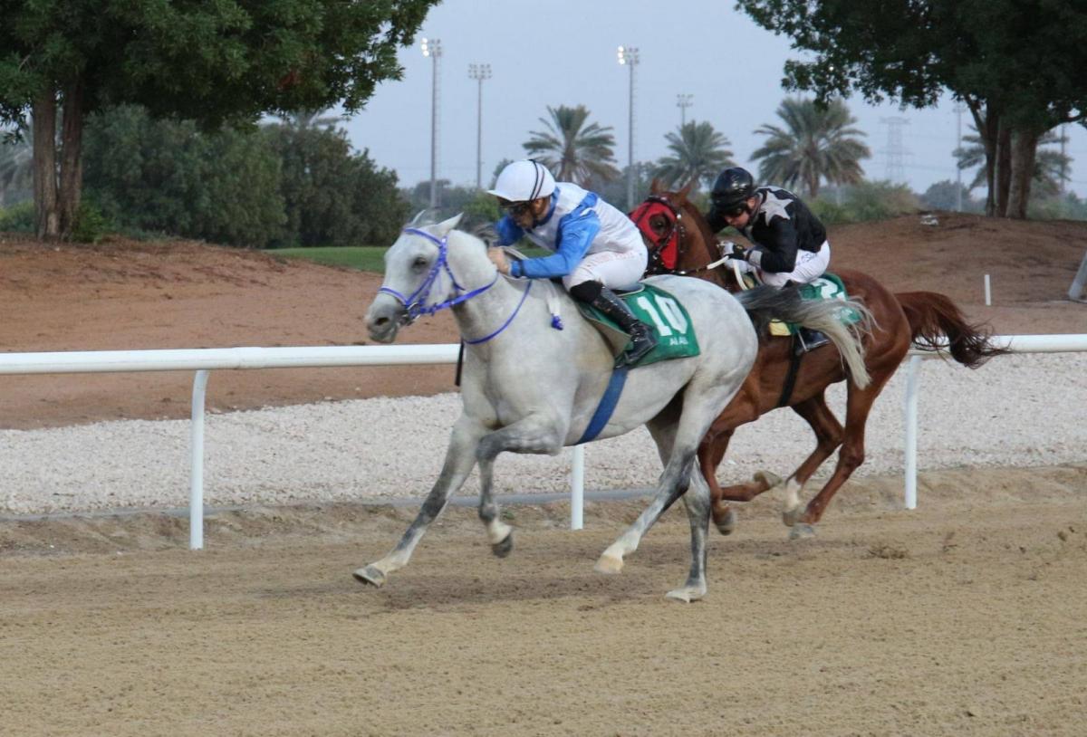 ''Beloved'' Mare Tops the Al Ain Marathon for Horses | Waradana