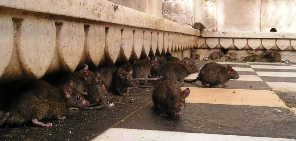 Rats, Snakes, and Wasps Invade Rome! | Waradana